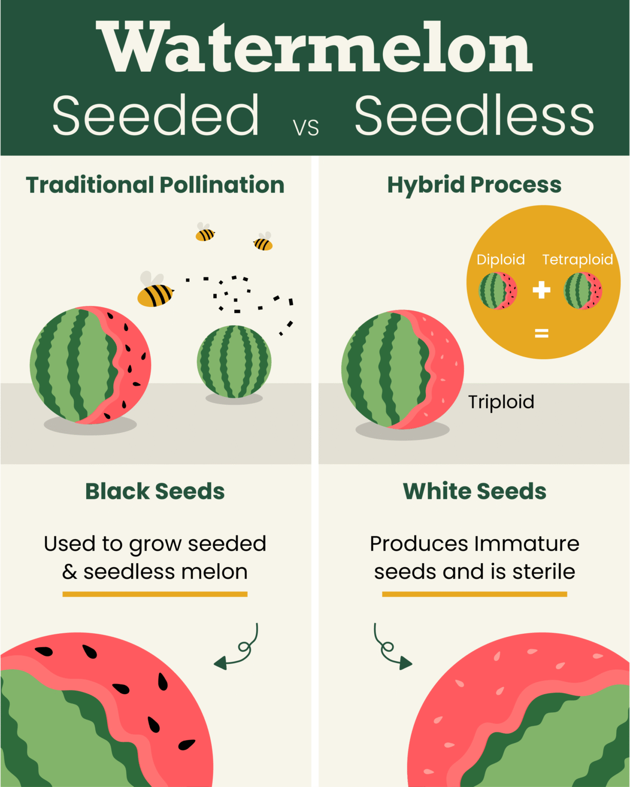 Seeded vs Seedless Watermelon: What’s the Real Difference? - Eagle Eye ...