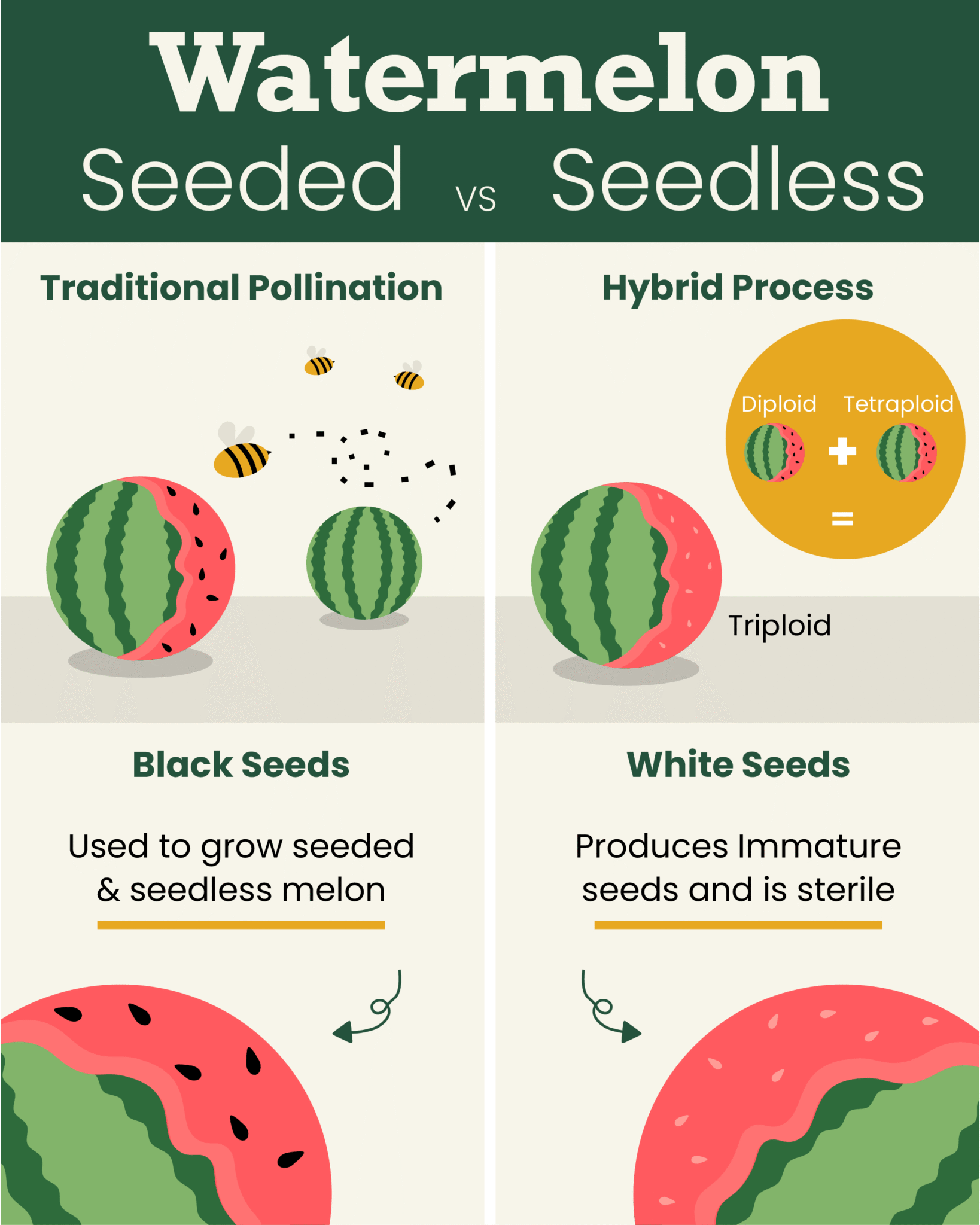 Seeded vs Seedless Watermelon: What’s the Real Difference? - Eagle Eye ...